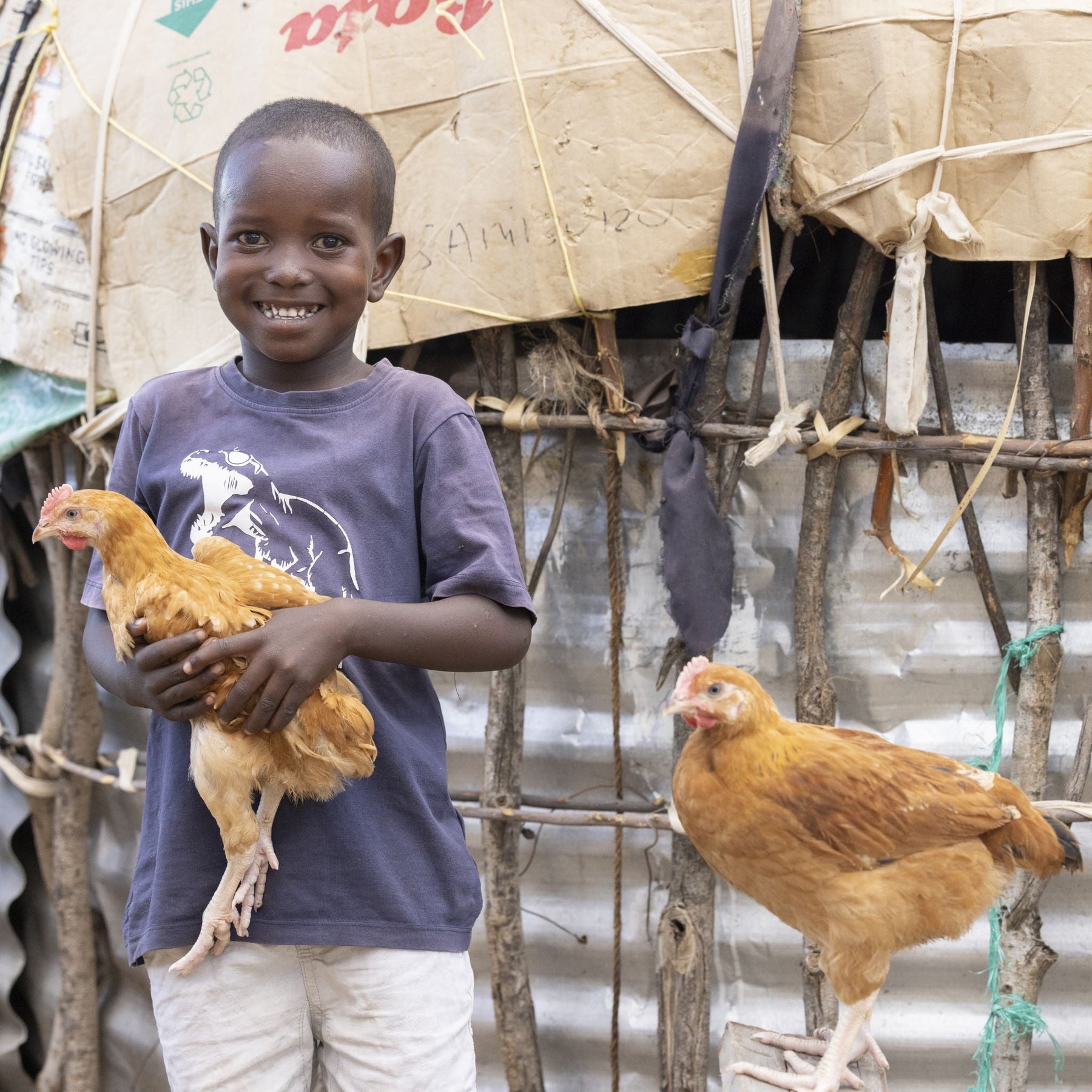 Give Chickens | Gifts that Grow | ChildFund NZ – ChildFund New Zealand
