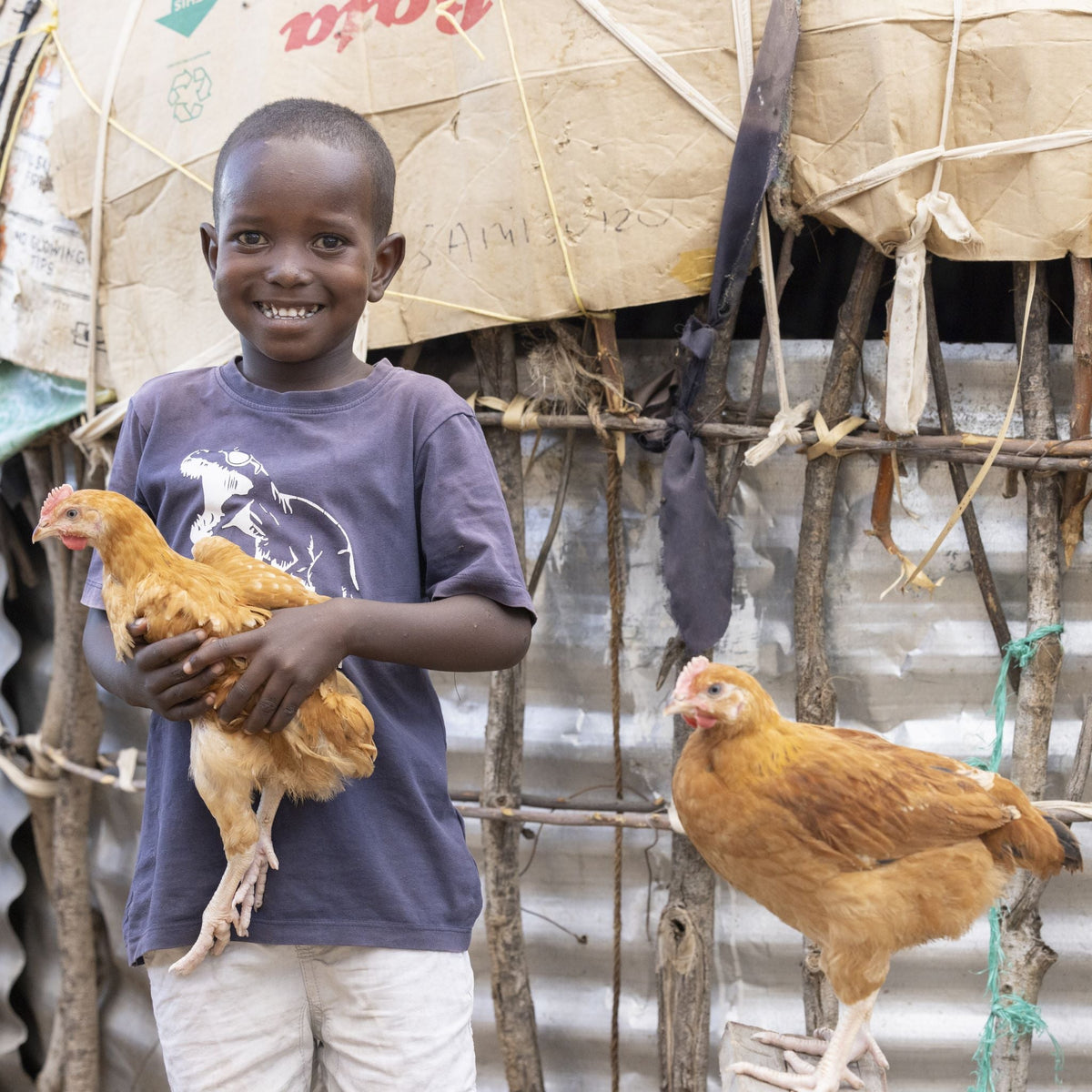 Gift Chickens | Gifts that Grow | ChildFund NZ – ChildFund New Zealand